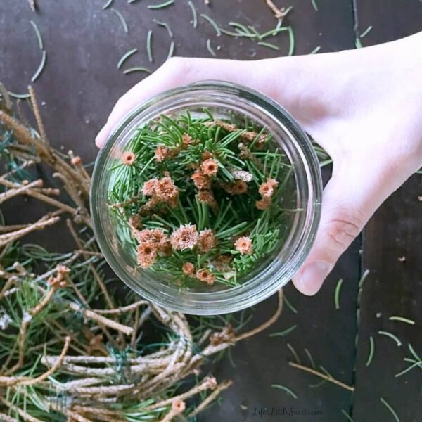 DIY Pine Mason Jars - Dried Pine & Mason Jars - Life's Little Sweets