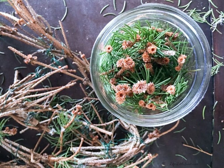 DIY Pine Mason Jars - Dried Pine & Mason Jars - Life's Little Sweets