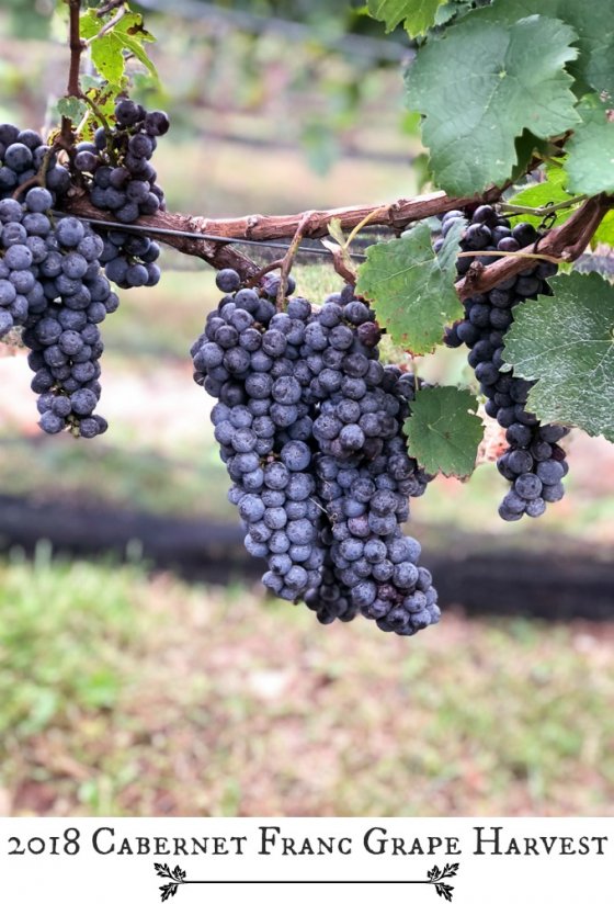 2018 Cabernet Franc Grape Harvest - Small Vineyard, New Jersey - Life's ...