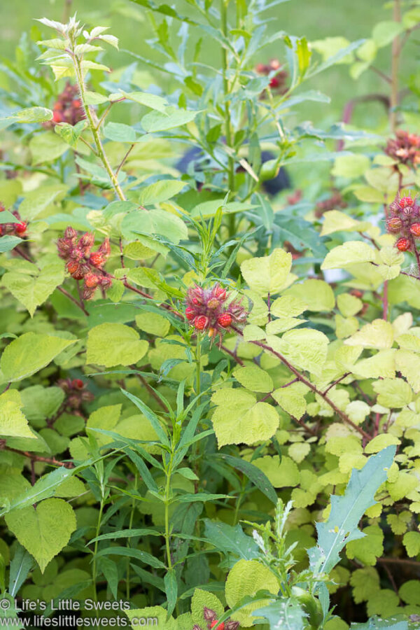 Wineberry Recipes Collection - (Japanese Raspberry) Foraged Berries, NJ ...