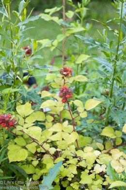 Wineberry Recipes Collection - (Japanese Raspberry) Foraged Berries, NJ ...