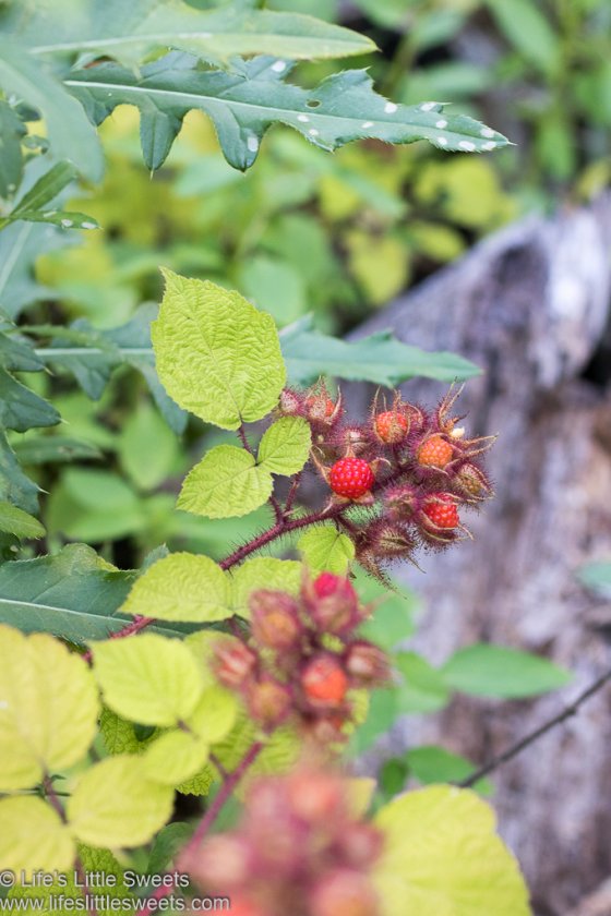 Wineberry Recipes Collection - (Japanese Raspberry) Foraged Berries, NJ ...