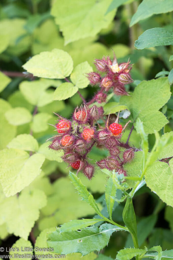 Wineberry Recipes Collection - (Japanese Raspberry) Foraged Berries, NJ ...