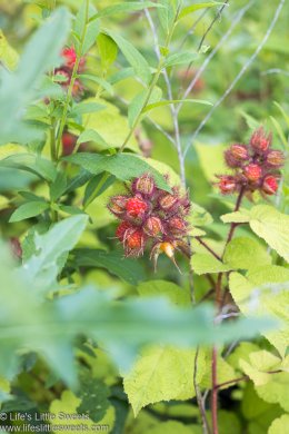 Wineberry Recipes Collection - (Japanese Raspberry) Foraged Berries, NJ ...