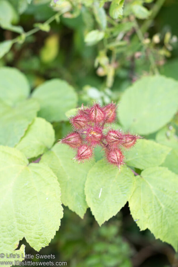 Wineberry Recipes Collection - (Japanese Raspberry) Foraged Berries, NJ ...