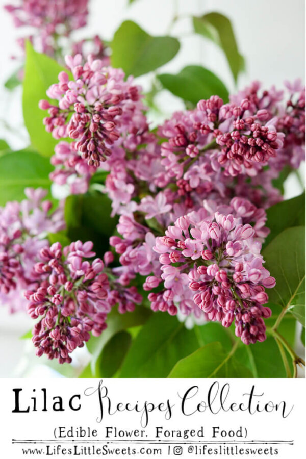 Lilac Recipes Collection (Edible, Foraged, Flowers) - Life's Little Sweets