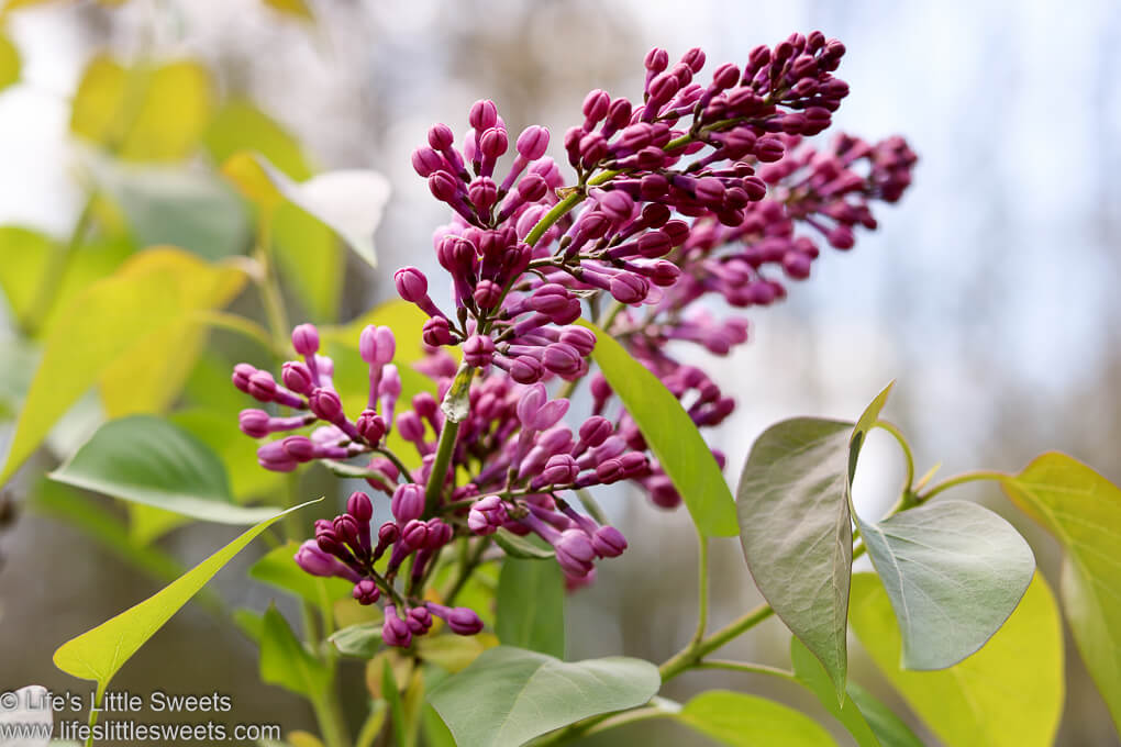 Lilac Recipes Collection (Edible, Foraged, Flowers) - Life's Little Sweets