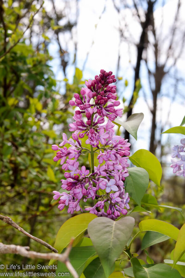 Lilac Recipes Collection (Edible, Foraged, Flowers) - Life's Little Sweets