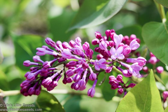 Lilac Recipes Collection (Edible, Foraged, Flowers) - Life's Little Sweets