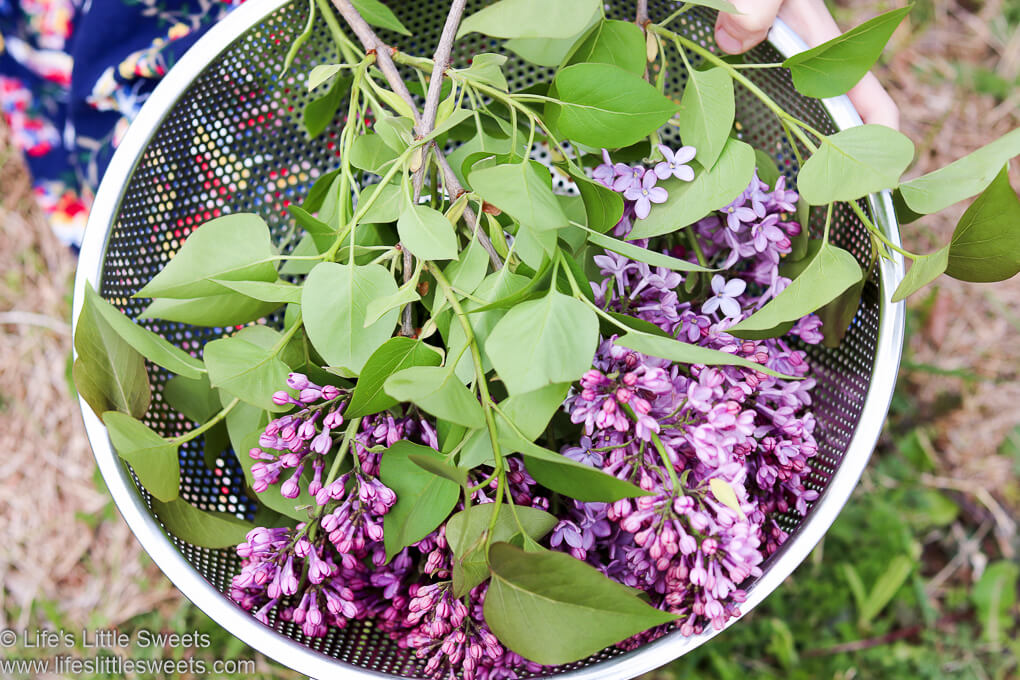 Lilac Recipes Collection (Edible, Foraged, Flowers) - Life's Little Sweets