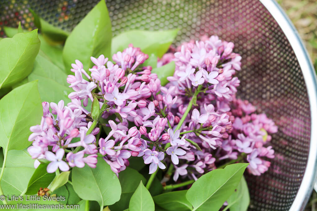 Lilac Recipes Collection (Edible, Foraged, Flowers) - Life's Little Sweets