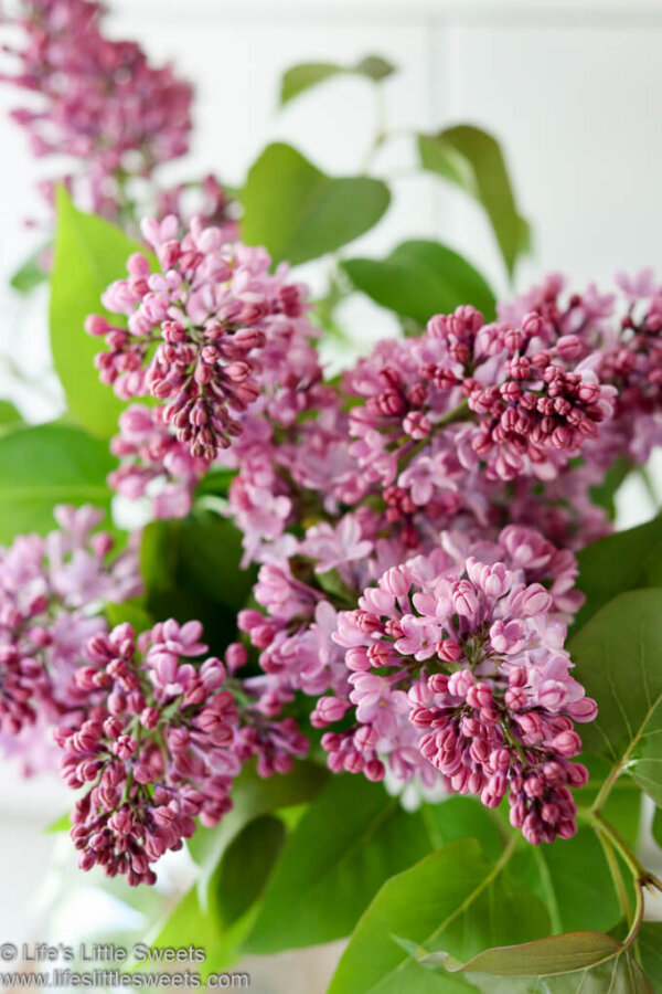 Recipes Archives - Life's Little Sweets