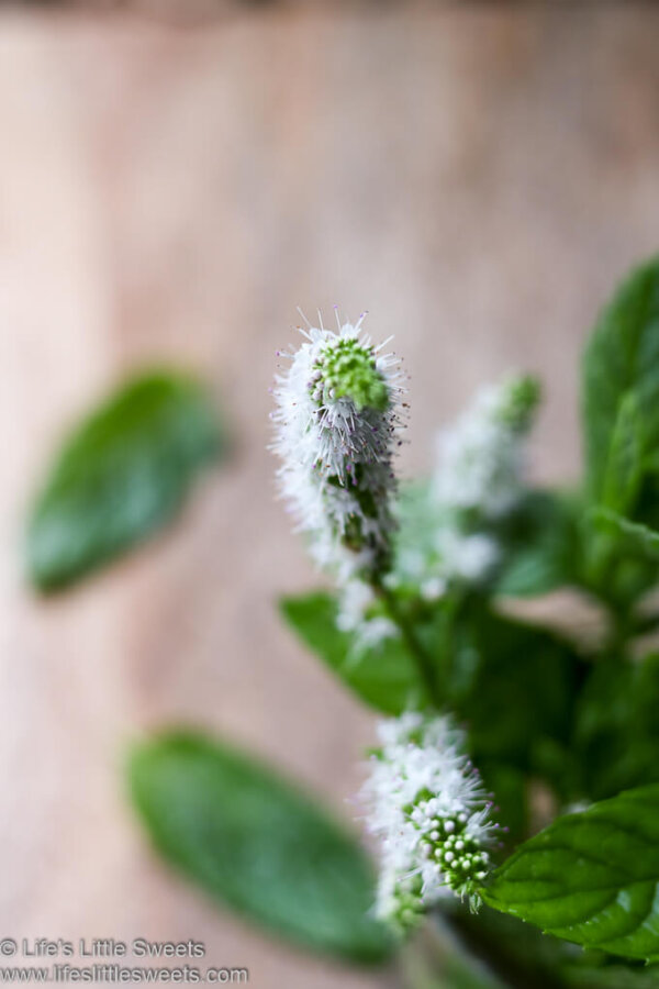 Mint Simple Syrup ( Fresh Mint Leaves, Sugar) - Life's Little Sweets