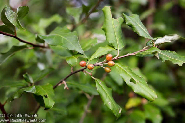 Autumn Olive Guide + Recipes - Silverberry, Autumnberry, Elaeagnus ...
