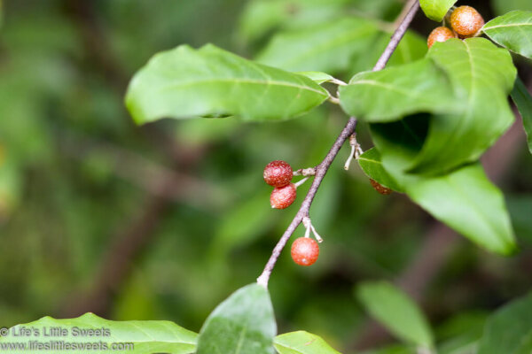 Autumn Olive Guide + Recipes - Silverberry, Autumnberry, Elaeagnus ...