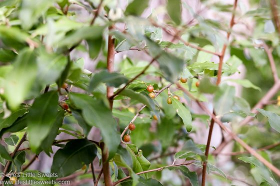 Autumn Olive Guide + Recipes - Silverberry, Autumnberry, Elaeagnus ...