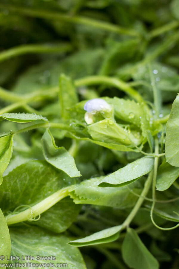 Sautéed Pea Shoots (Stir-Fried, Pea Greens, Recipe) - Life's Little Sweets