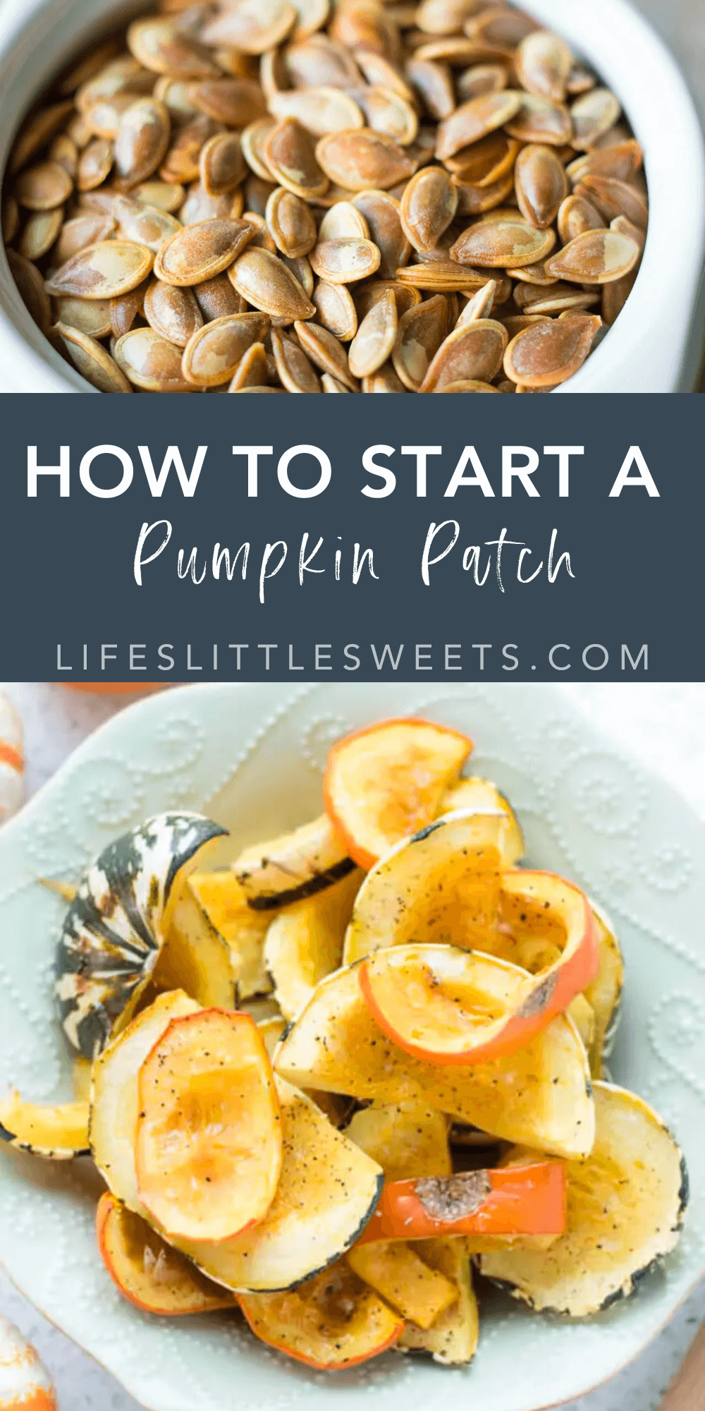 How To Start A Pumpkin Patch - Life's Little Sweets