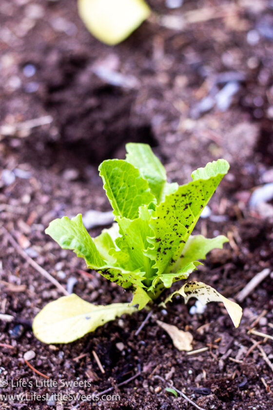 How To Regrow Romaine Lettuce - Life's Little Sweets
